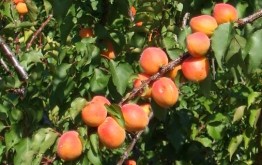 Tarıma Yatırım Yapmak İsteyenler Zerdali Bahçesi Kurabilir ...